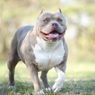 KTM KENNELS - Request Information - 253 Merrick Rd, Fairmont, West ...