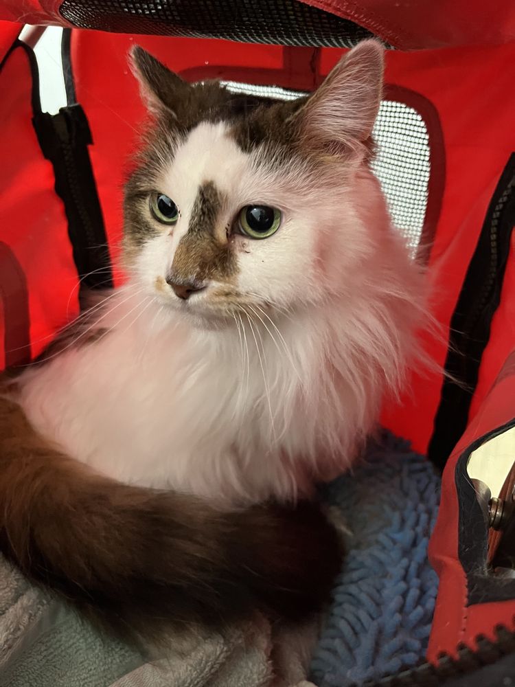 CHICAGO CAT CLINIC - Updated October 2025 - 11 Photos & 64 Reviews ...
