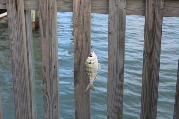 PIRATE’S FISHING PIER - Updated January 2026 - 43 Photos & 16 Real ...