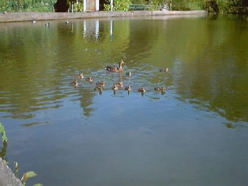 FORGE DAM - Updated June 2024 - Sheffield, South Yorkshire, United ...