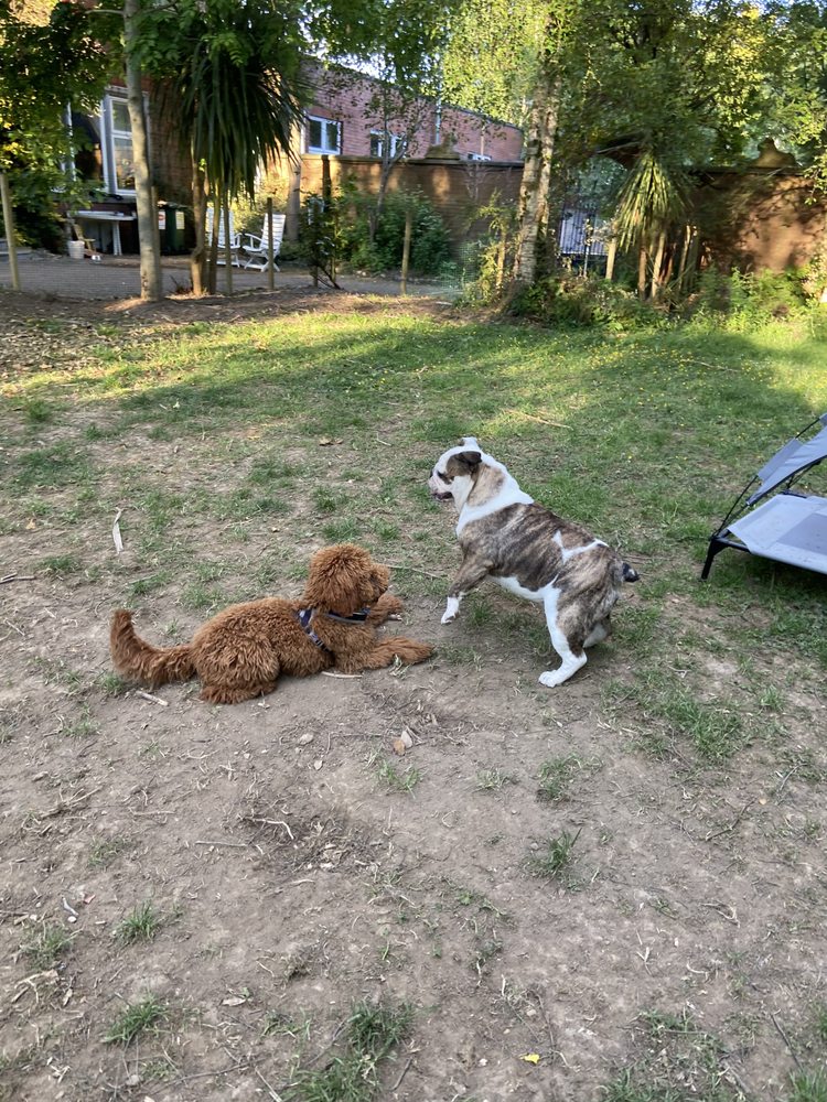 THE COUNTRY DOGS LODGE - Updated May 2024 - 12 Photos - Fairyhouse Road ...