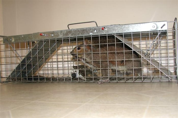 RODENT RELOCATION PROGRAM - Updated June 2024 - Park Ridge, Illinois ...