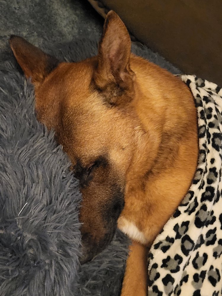 ROCKET DOG RESCUE - Updated August 2025 - 79 Photos & 195 Reviews ...