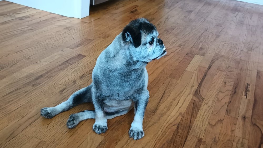 DIPPITY DO-DA DOGS - Updated September 2025 - 10 Photos & 23 Reviews ...