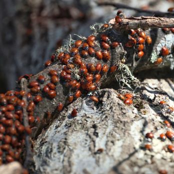 PINNACLES NATIONAL PARK - Updated December 2024 - 2526 Photos & 416 ...