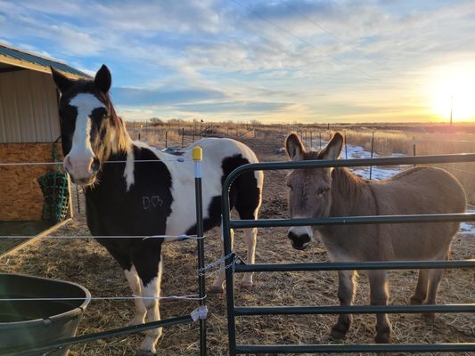 MISS NETTY’S PET SERVICES - Updated May 2025 - 34 Photos - Commerce ...