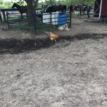 WILD ROSE EQUINE CENTER - Updated October 2025 - 52 Photos & 22 Reviews ...