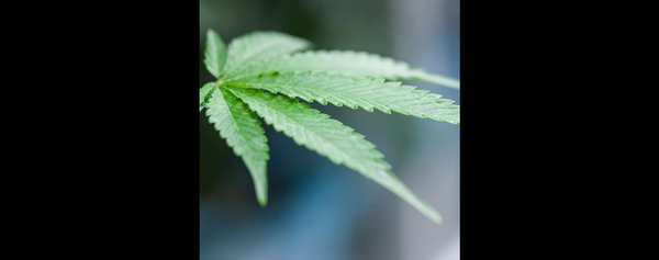 VERONA COLLECTIVE - Updated December 2025 - 606 Genesee St, Chittenango ...