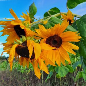 APPLECREST FARM ORCHARDS - Updated December 2025 - 247 Photos & 153 ...