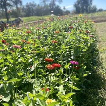 LITTLE FIELD FARMS - Updated January 2026 - 31 Photos & 16 Real Reviews ...