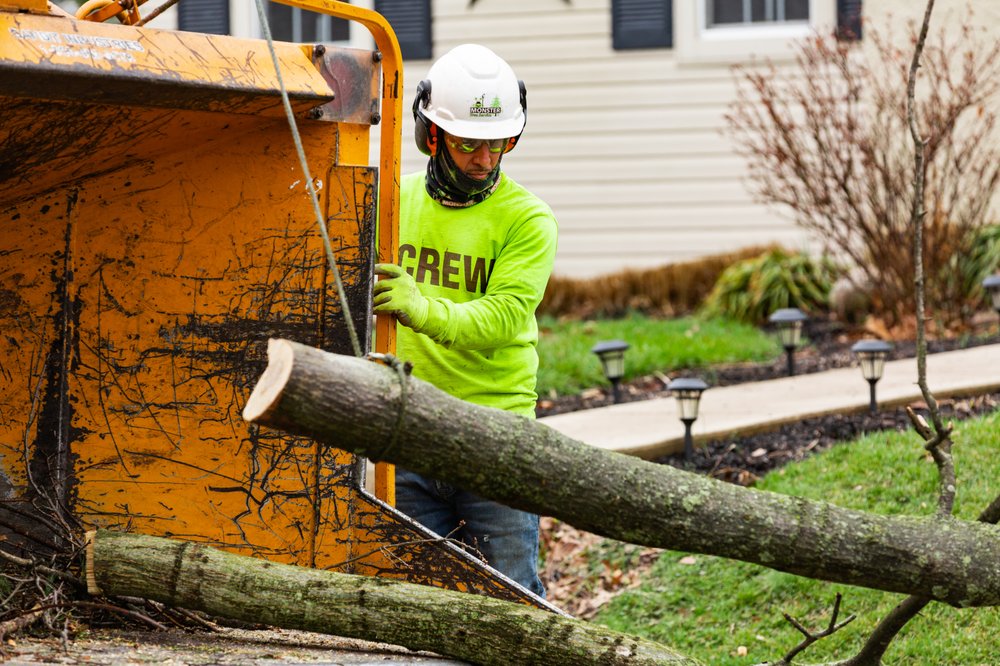MONSTER TREE SERVICE OF GREATER AUSTIN - Updated July 2025 - Request a ...