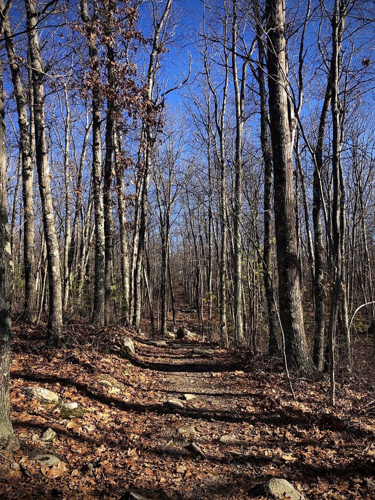 DOUGLAS STATE FOREST - Updated January 2025 - 49 Photos & 19 Reviews ...
