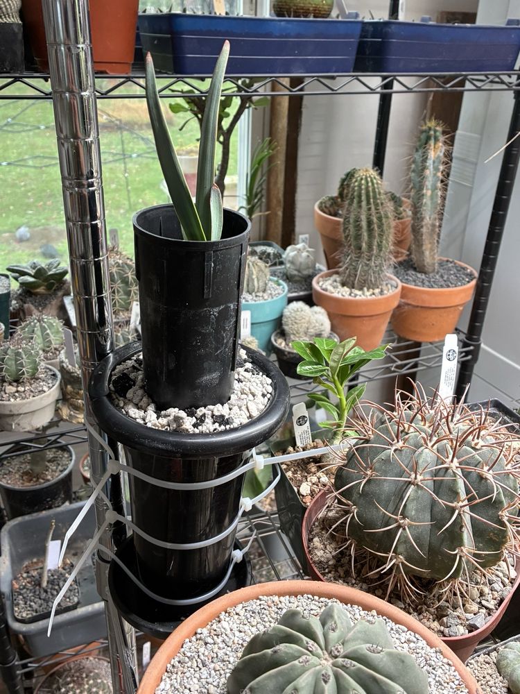 PLANTS FOR THE SOUTHWEST - Updated April 2026 - 56 Photos & 24 Reviews ...