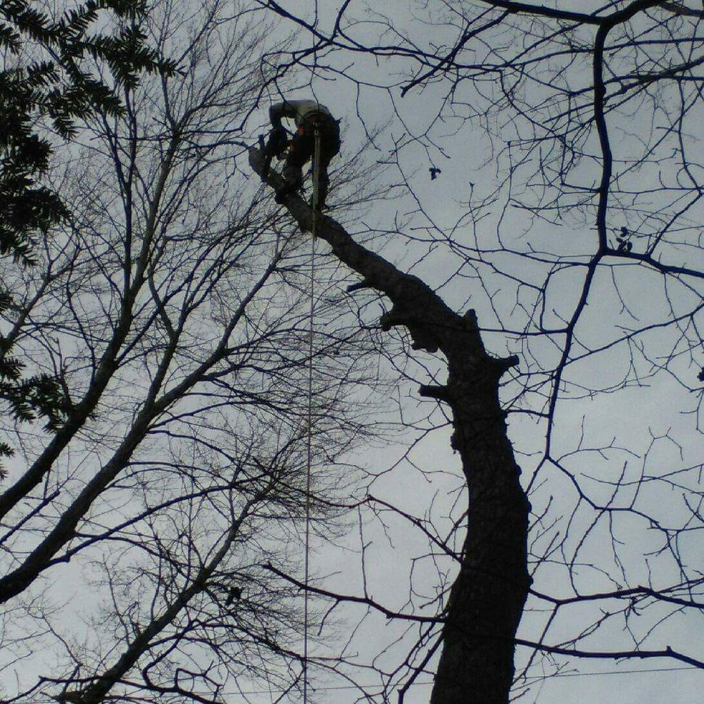 THE TREE FELLAS - Updated December 2025 - 15 Photos - 24 Trevor Ln ...