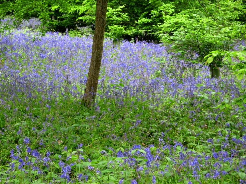 BLUEBELL WALK - Updated April 2025 - 15 Photos - Bates Green Farm Tye ...