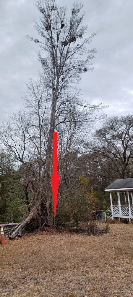 FREDIN TREE SERVICE - Updated January 2026 - 94 Photos & 16 Reviews - Raleigh, North Carolina ...