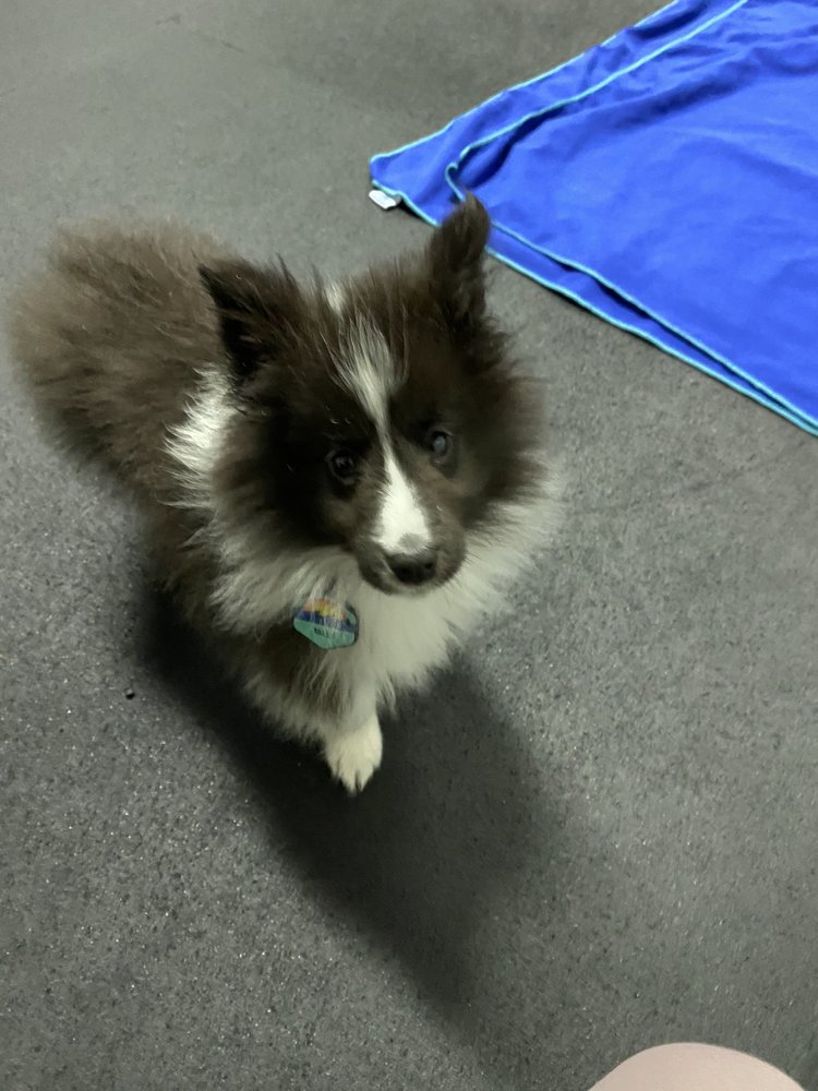 AHIMSA DOG TRAINING - Updated June 2024 - 54 Photos & 193 Reviews - 925 ...