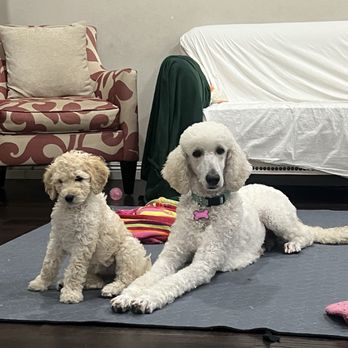 CALIFORNIA DOODLE RESCUE - Updated December 2025 - 81 Photos & 79 ...