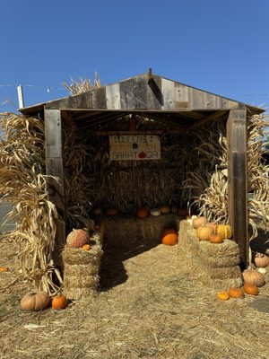 QUEENS PUMPKIN PATCH - Updated December 2025 - 276 Photos & 163 Reviews ...