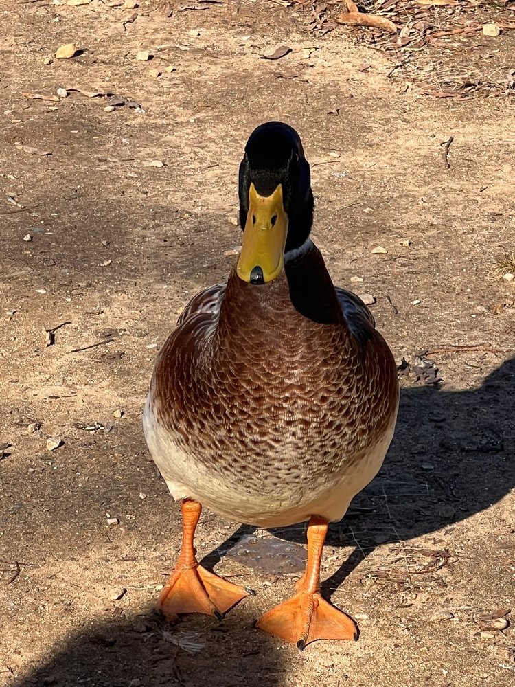 SPRING PARK - Updated March 2026 - 48 Photos & 12 Reviews - 800 ...