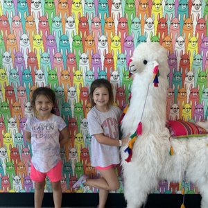 SUGAR LLAMAS - 17 Photos - 921 E. Kenosha Tulsa, Broken Arrow, Oklahoma ...