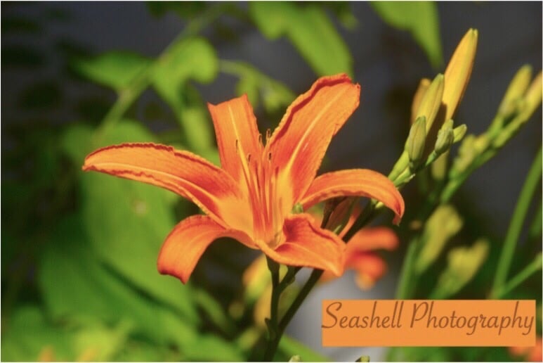 SEASHELL PHOTOGRAPHY - Updated July 2024 - Las Vegas, Nevada ...