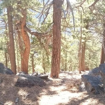 TEHACHAPI MOUNTAIN PARK - Updated December 2025 - 152 Photos & 23 ...