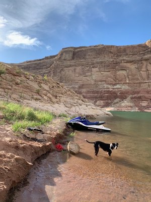 SOUTHEAST AREA ANIMAL CONTROL AUTHORITY near you at 9777 Seaaca St ...