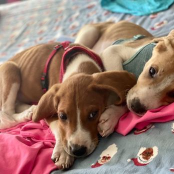 DUSTY TAILS ANIMAL RESCUE - Updated December 2025 - North Charleston ...