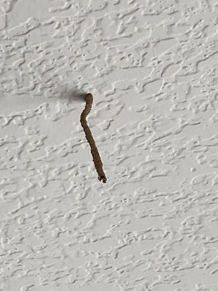 STRIKE FORCE PEST AND TERMITE CONTROL - Updated November 2025 - 18 ...