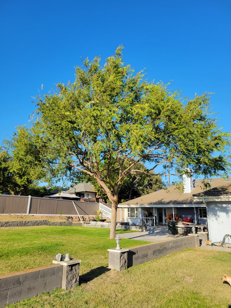 BOB’S TREE SERVICE - Updated October 2025 - 29 Photos & 24 Reviews ...