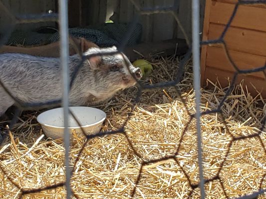 TABORA FARM AND ORCHARD - Updated April 2025 - 133 Photos & 145 Reviews ...