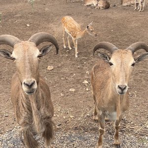 NATURAL BRIDGE WILDLIFE RANCH - 1623 Photos & 531 Reviews - 26515 ...