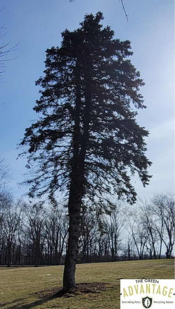 THE GREEN ADVANTAGE - Updated October 2024 - 15 Photos - 14451 ...