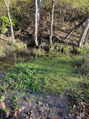 WHITE PINES RANCH - Updated December 2025 - 27 Photos & 20 Reviews ...