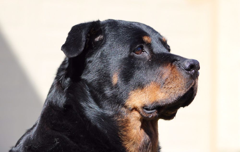 GUARDIAN ANGEL ROTTWEILERS - Updated August 2025 - 11 Photos - PO Box ...
