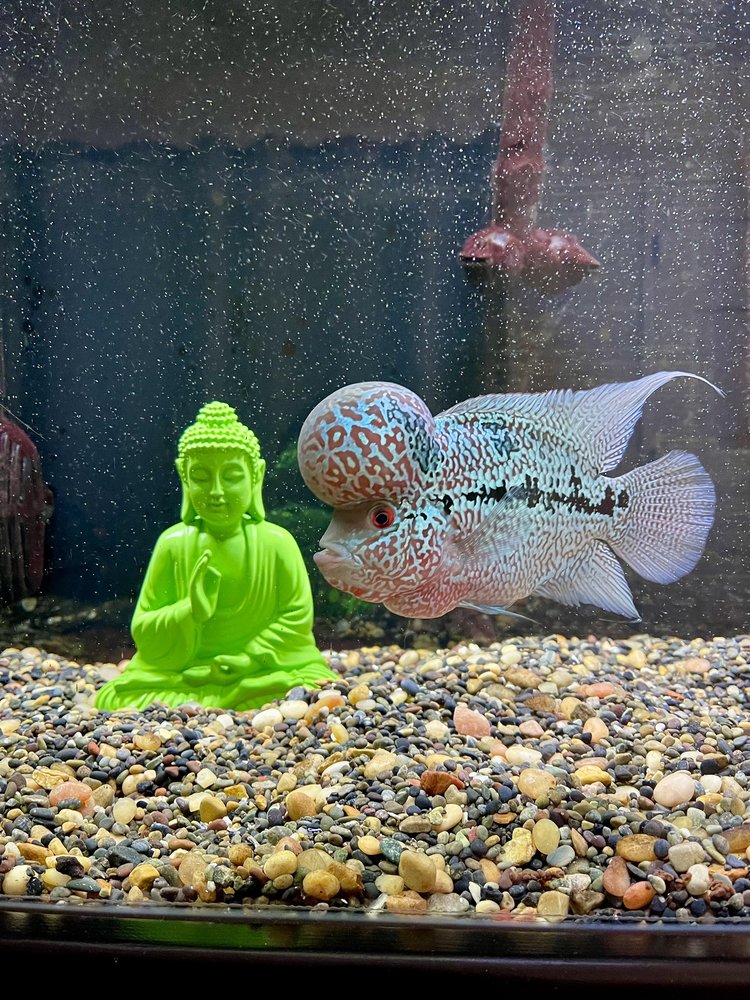 PET ZONE TROPICAL FISH with photos - Updated August 2024 - 357 Photos ...