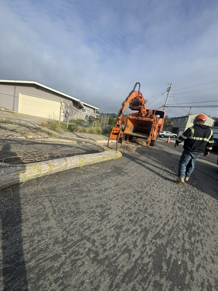 JULIAN TREE CARE - Updated March 2025 - 112 Photos & 73 Reviews - Mill ...