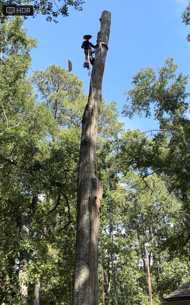 ABRAHAM TREE SERVICE - Updated February 2025 - Request a Quote ...