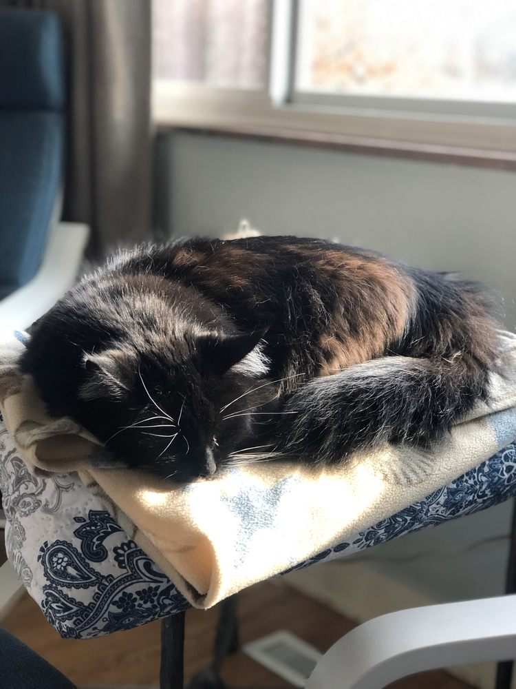 DETROIT DOVER ANIMAL HOSPITAL - 11 Photos & 37 Reviews - 27366 Detroit ...