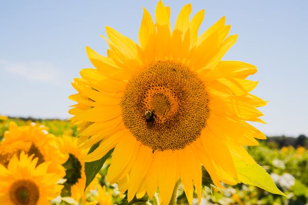 PINGLE’S FARM MARKET - Updated December 2025 - 104 Photos & 22 Reviews ...