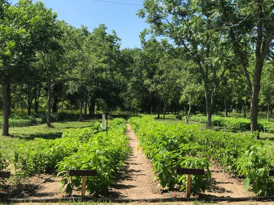 TEXAS PEPPER FARM - Updated July 2025 - 2129 FM 2920, Spring, Texas ...