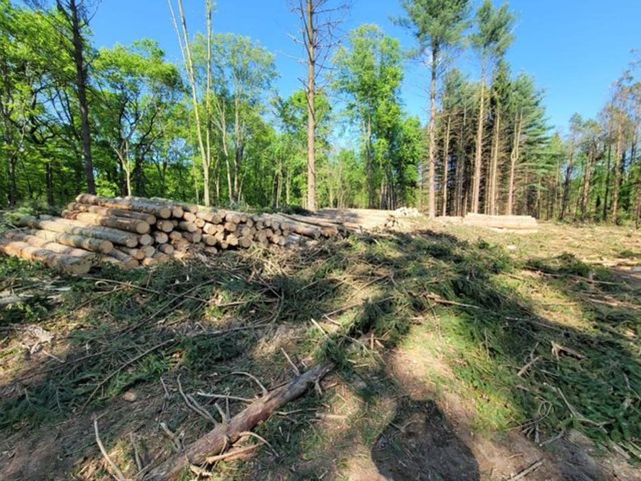 BACKWOODS TREE - Updated July 2025 - 48 Photos - 6330 Brooklyn Rd ...