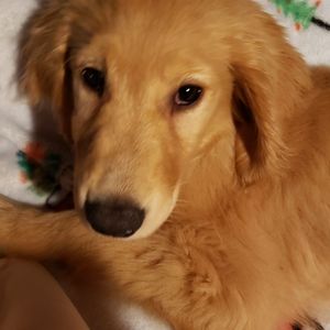 BLUE CHIP ANIMAL FARM REFUGE - 974 Lockville Rd, Dallas, Pennsylvania ...