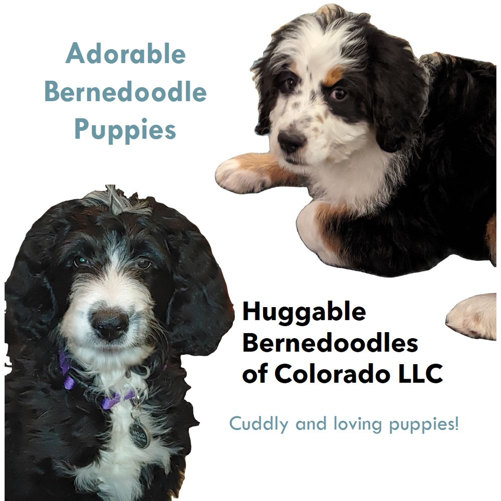HUGGABLE BERNEDOODLES OF COLORADO - Request Information - Commerce City ...