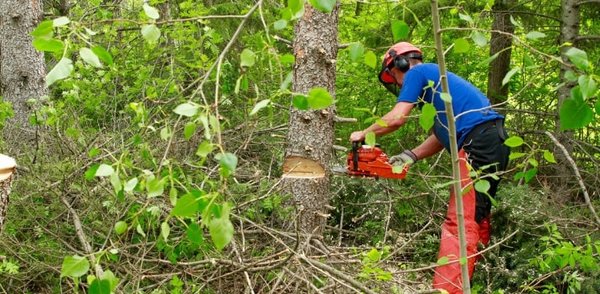 TREE SERVICE CALGARY - Updated December 2025 - 25 Photos - 538 ...