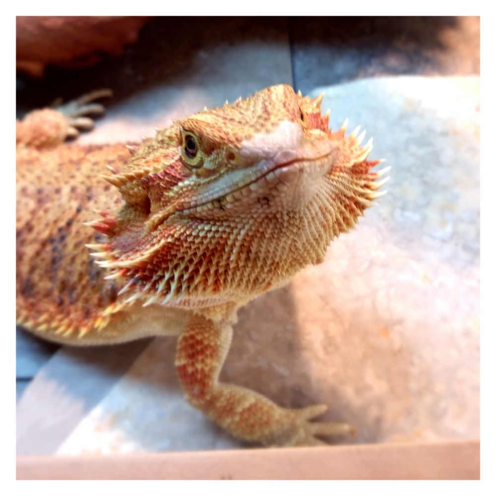 FUZZY BRITCHES PET CARE - Updated June 2025 - 35 Photos & 27 Reviews ...