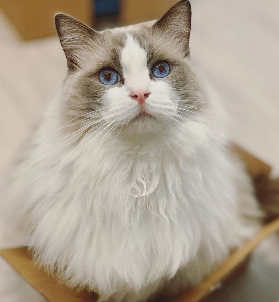 PRINCE BOBA BAY AREA RAGDOLL CATTERY - Updated July 2025 - Palo Alto ...