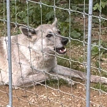 THE WOLF SANCTUARY OF PA - Updated September 2024 - 279 Photos & 110 ...