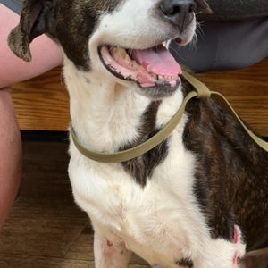 KIRKPATRICK ANIMAL HOSPITAL - Updated December 2025 - 13 Reviews - 5205 ...